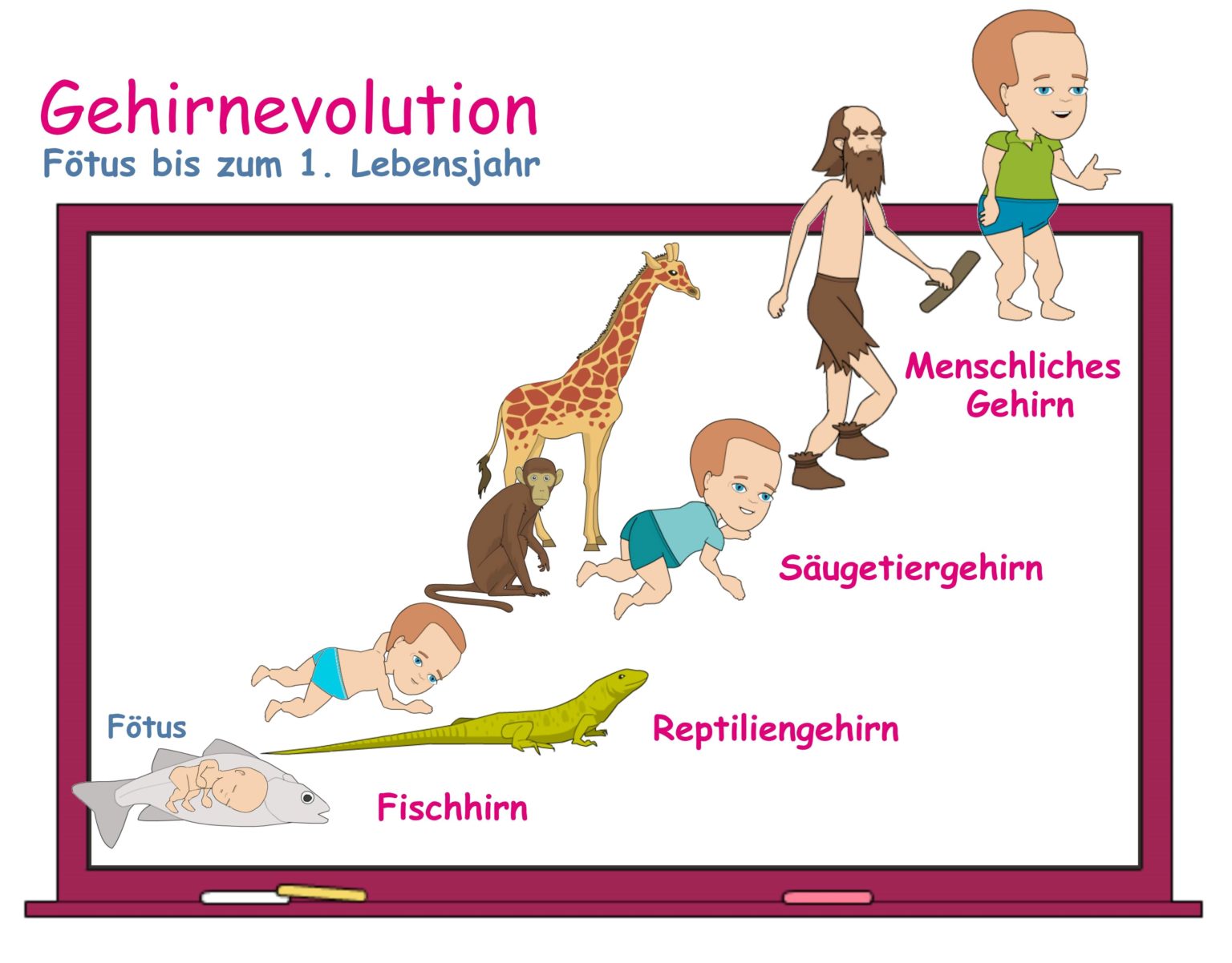 Was sind frühkindliche Reflexe - Brigitte Ohde